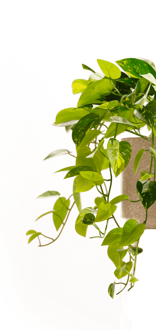 Neoplants - What Is Indoor Ambient Air Pollution and How Do You Avoid It?