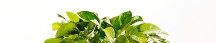 Neoplants - What Is Indoor Ambient Air Pollution and How Do You Avoid It?